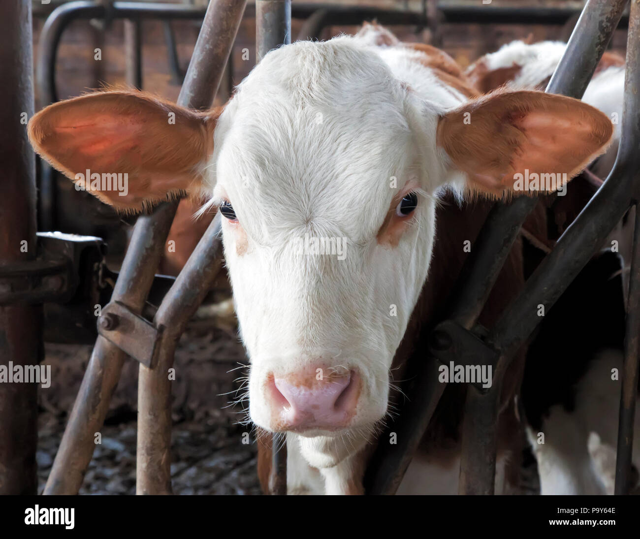 Bavarian cow hi-res stock photography and images - Alamy