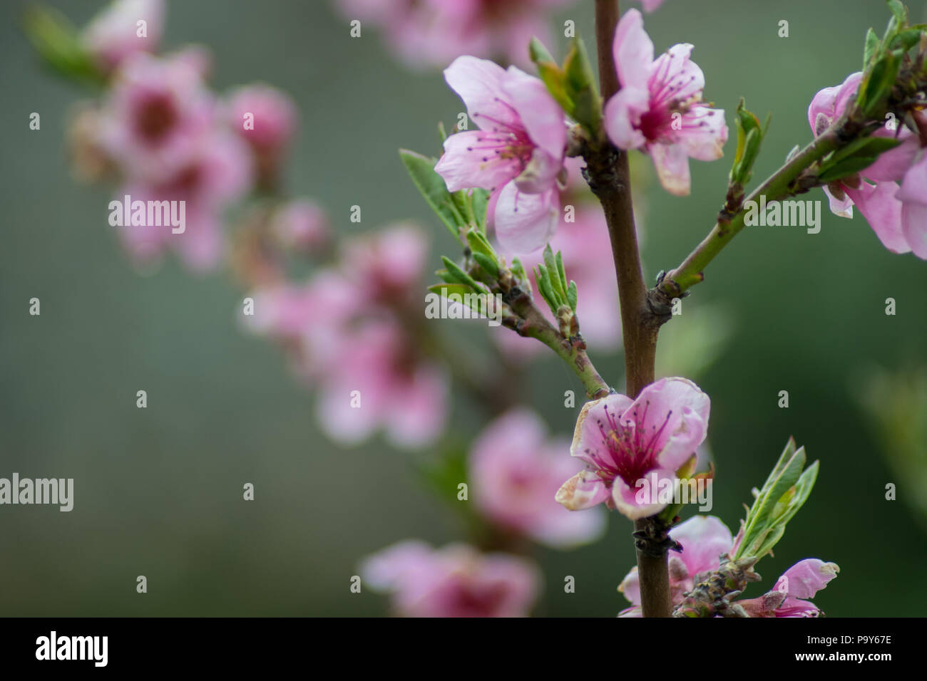 peach tree in my garden Stock Photo - Alamy