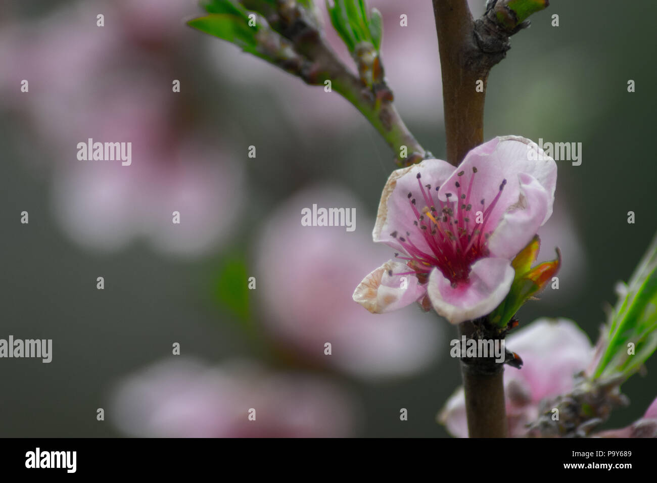 peach tree in my garden Stock Photo - Alamy