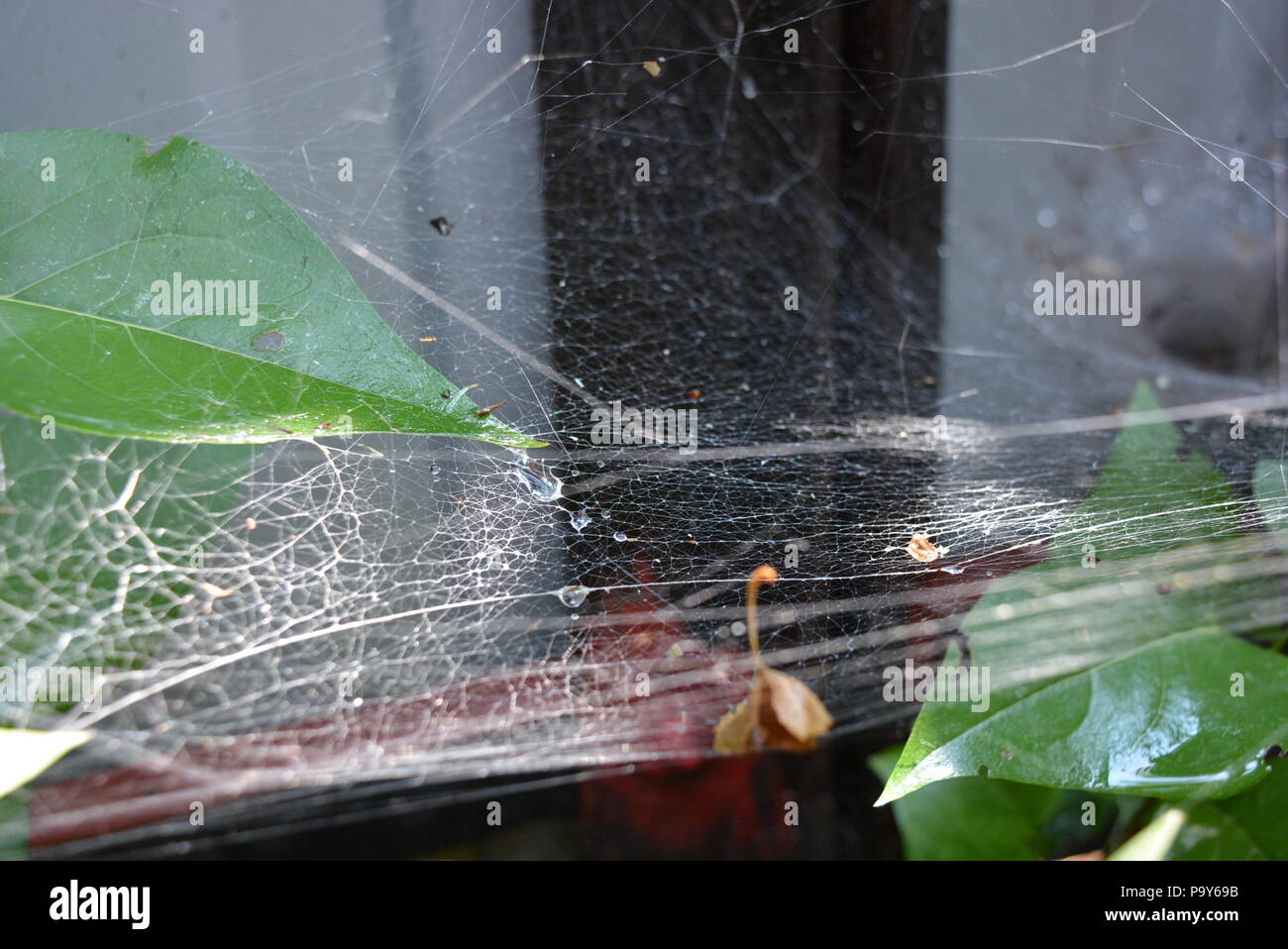 Green leaves and plants of lilac with a white dense cobweb with a nest ...