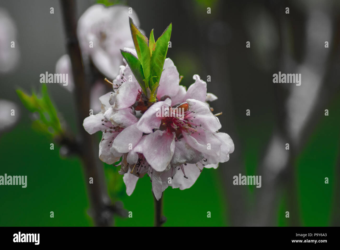 peach tree in my garden Stock Photo - Alamy