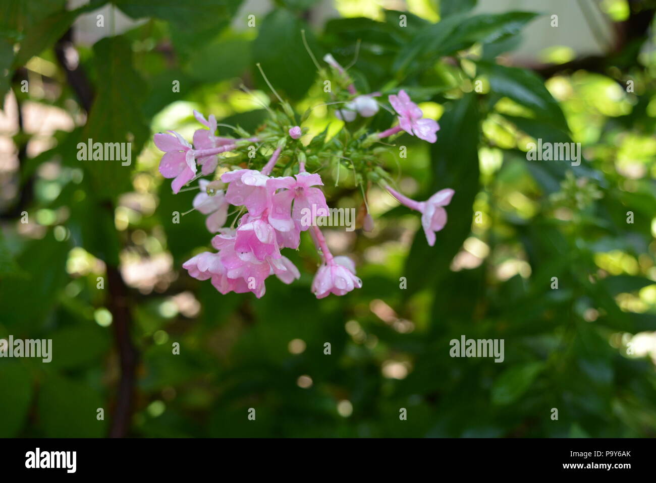 Pink garden flowers phlox after heavy rain in raspberry bushes Stock ...