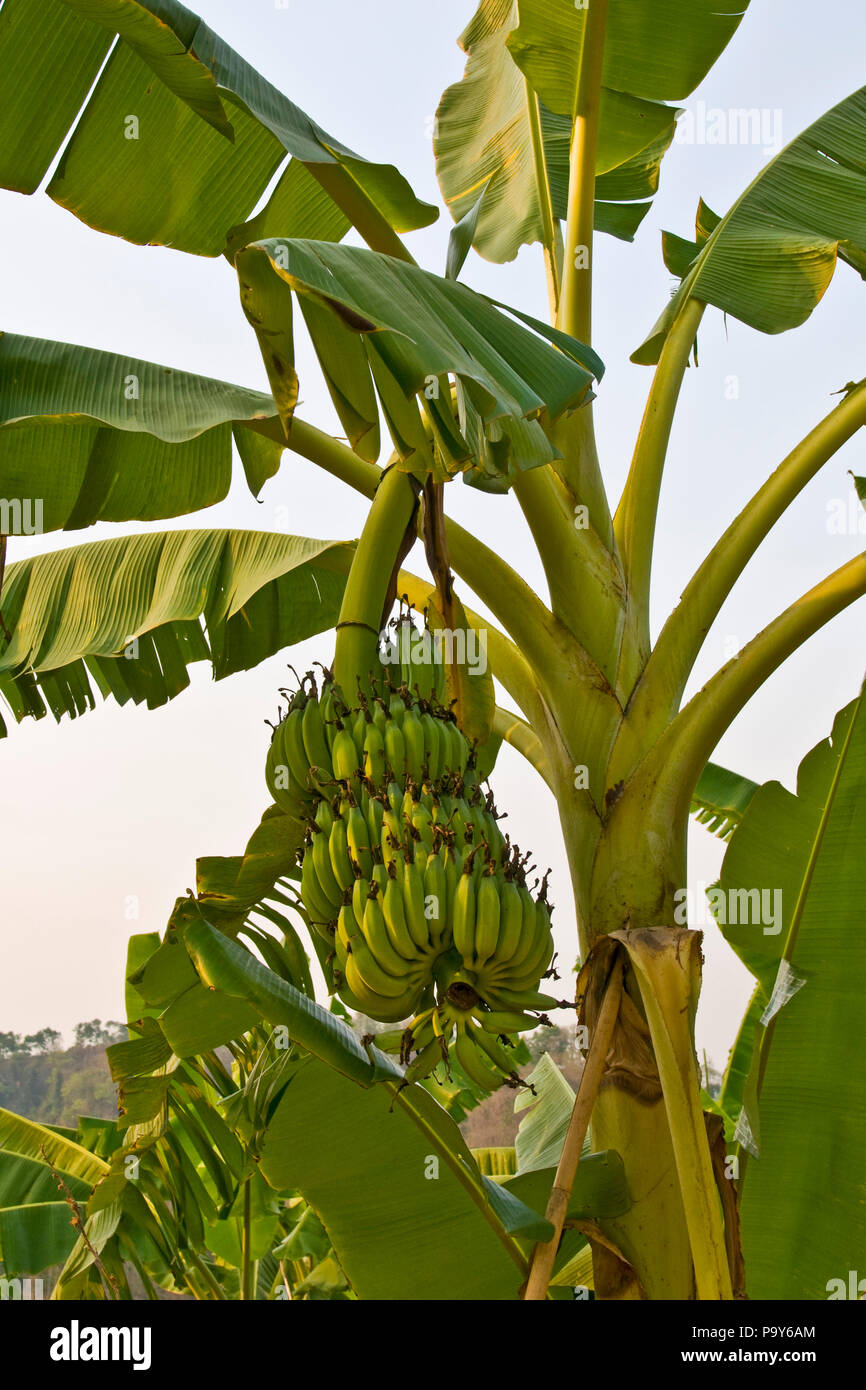 Banana_tree hi-res stock photography and images - Alamy