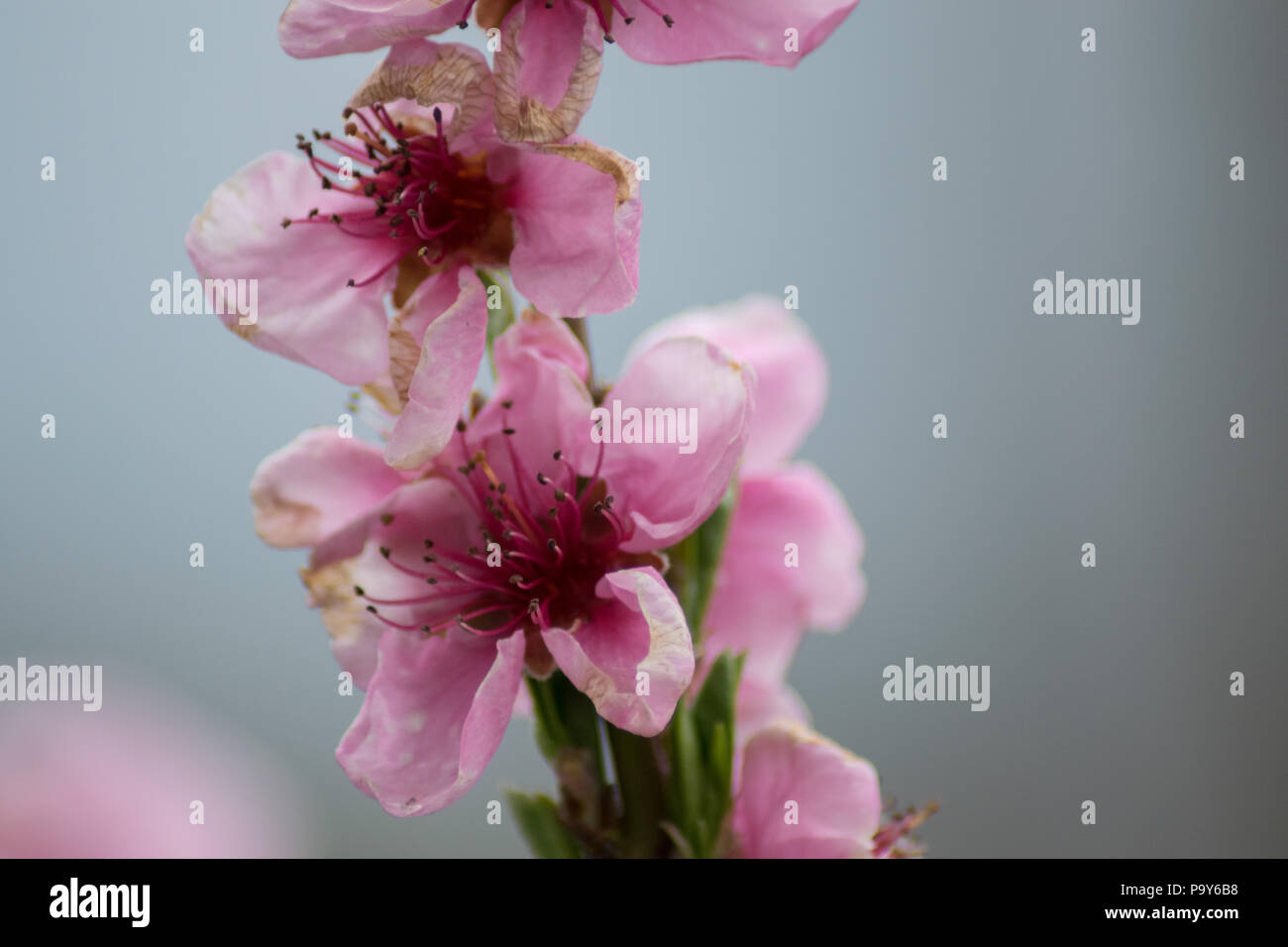 peach tree in my garden Stock Photo - Alamy