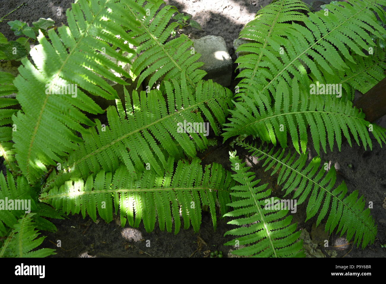 Green bushes of a home fern with white building bricks and beautiful ...