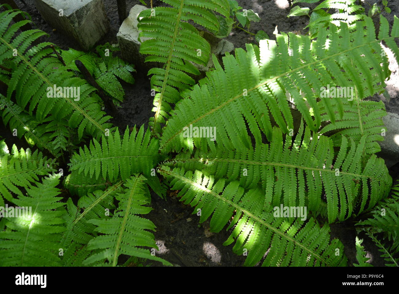 Green bushes of a home fern with white building bricks and beautiful ...