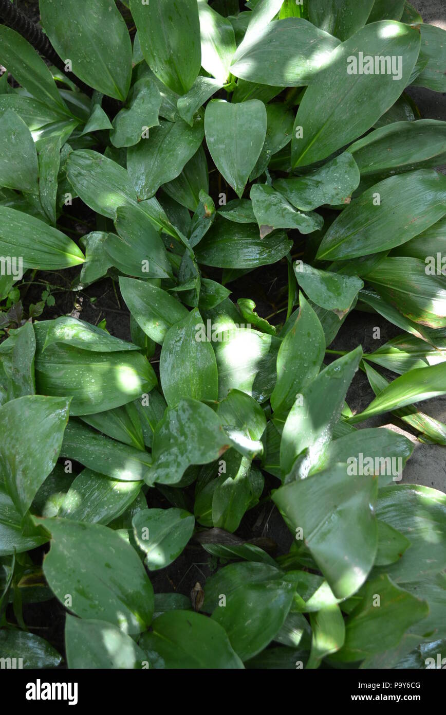 Strong leaves hi-res stock photography and images - Alamy