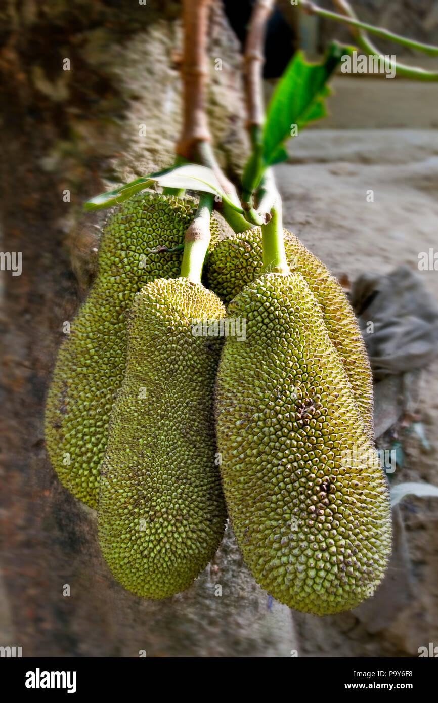 Jackfruit artocarpus heterophyllus edible fruit hi-res stock ...