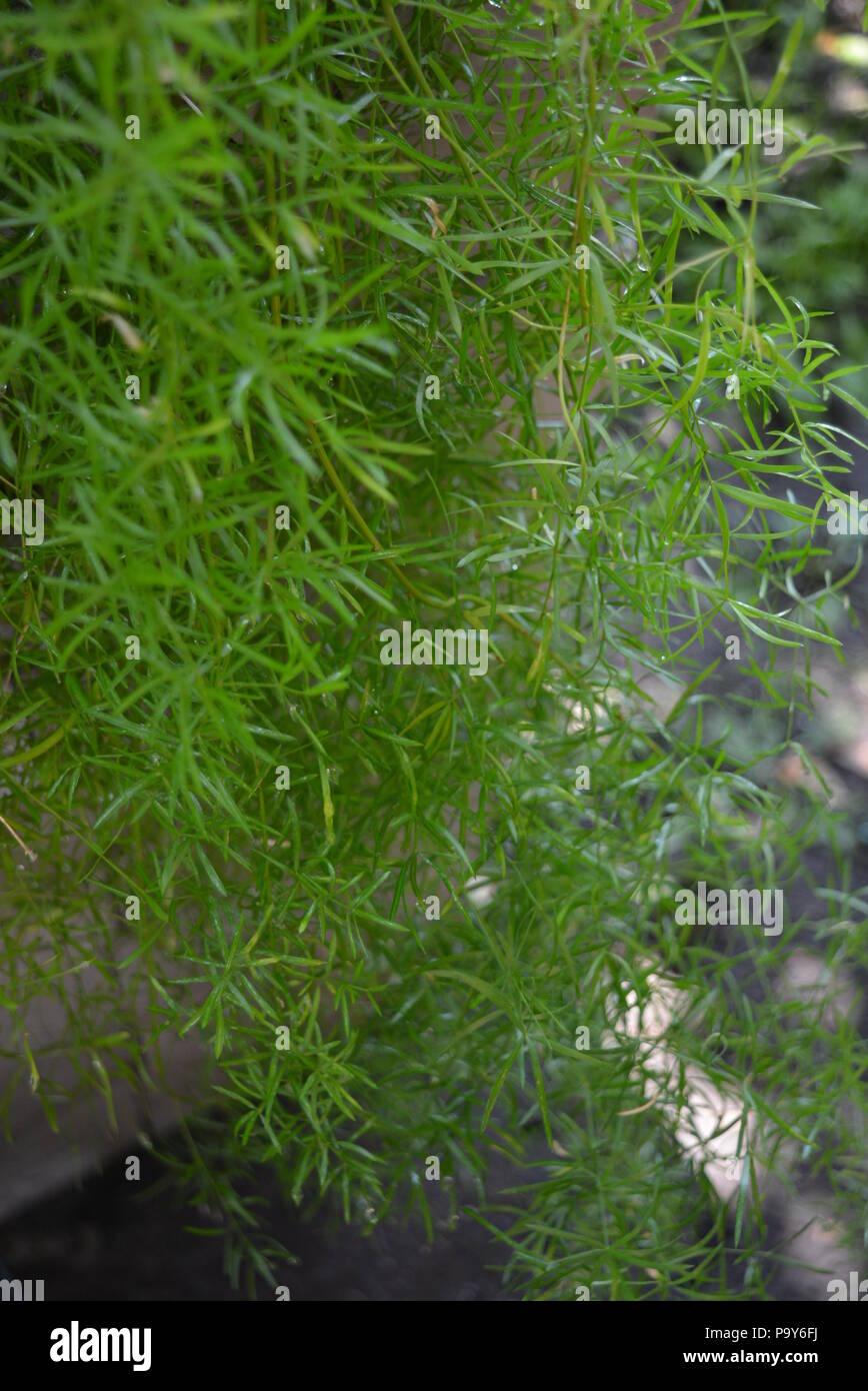 Long branches hi-res stock photography and images - Alamy