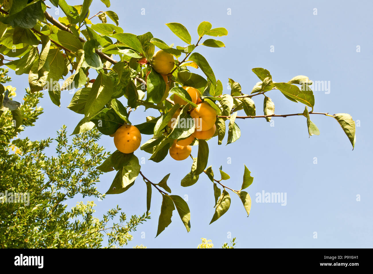 Khaki fruit tree hi-res stock photography and images - Alamy