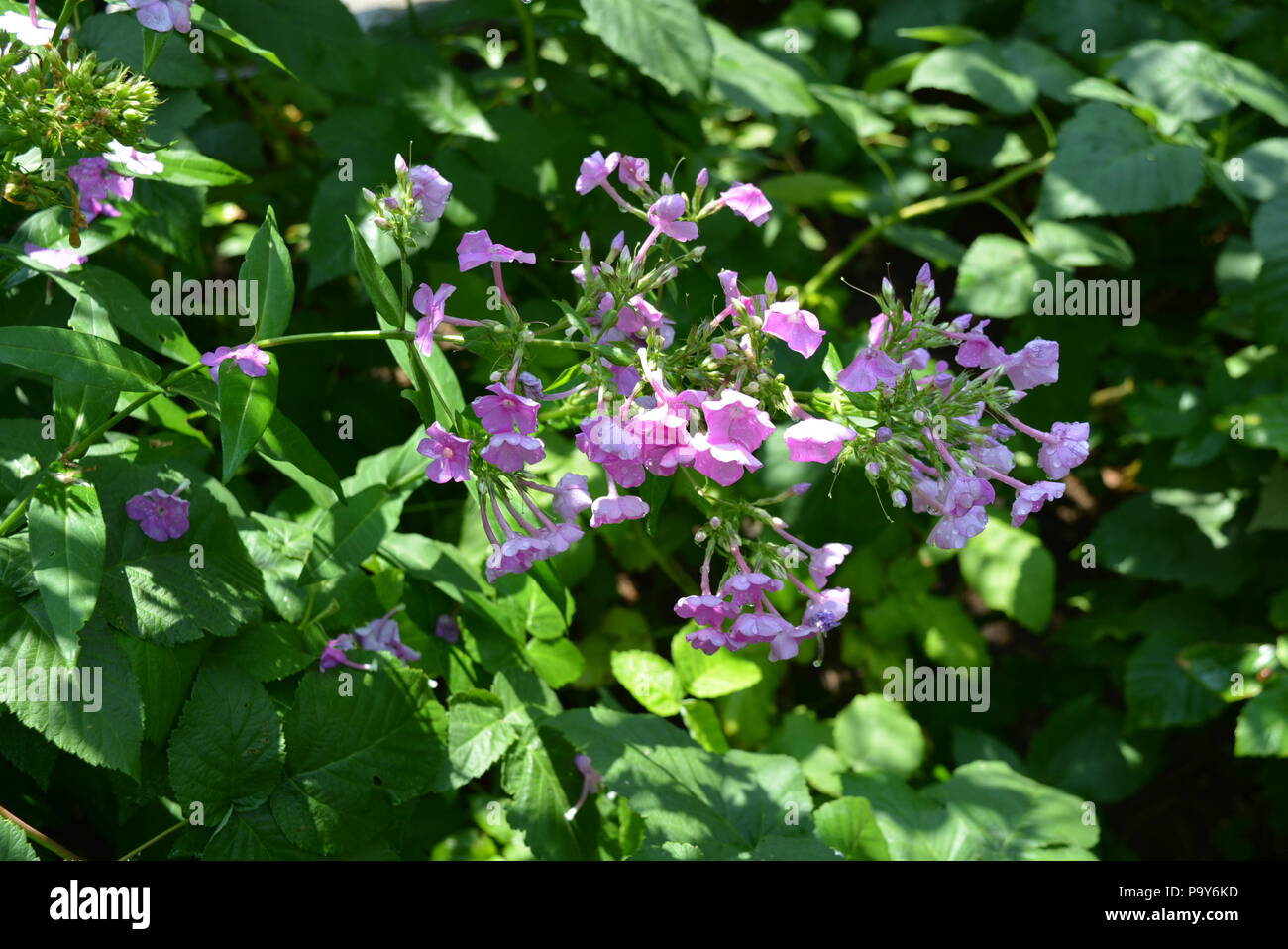 Pink garden flowers phlox after heavy rain in raspberry bushes Stock ...