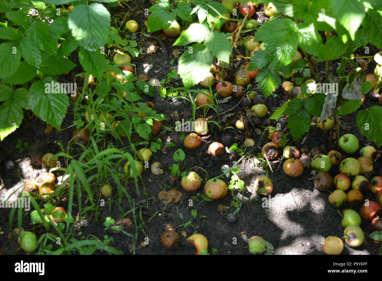 Fallen fruits of apple trees after heavy rain on the ground with ...