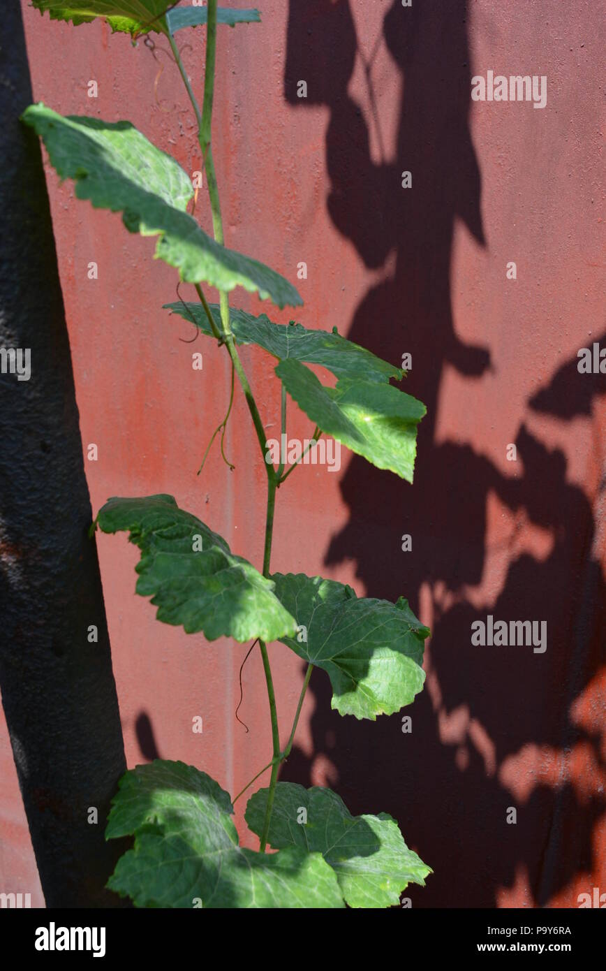 Black metal pipe with leaves of grapes and a young vine shoot through ...
