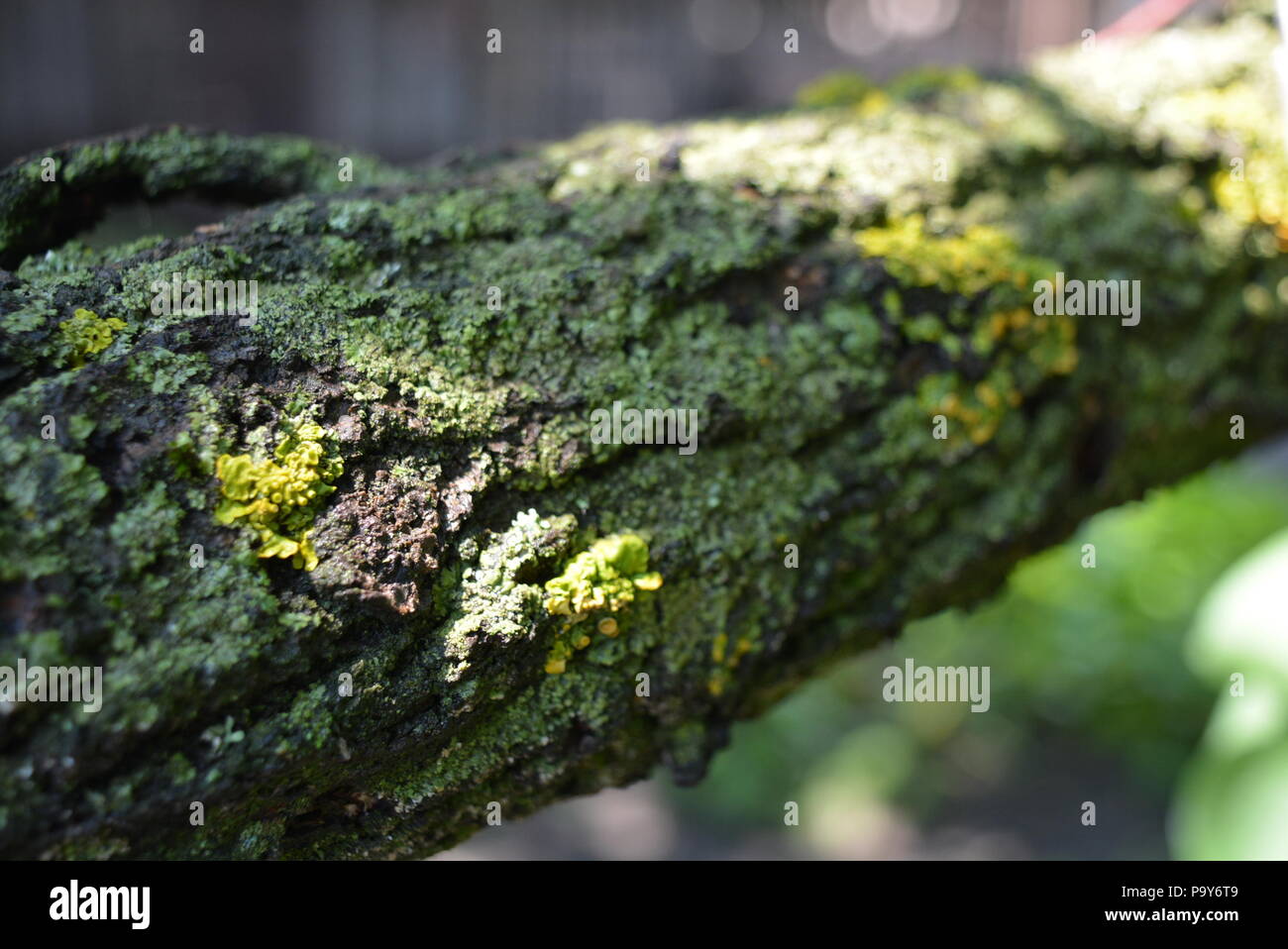 Old tree with moss, a branch from old tinned apricots in the style of ...