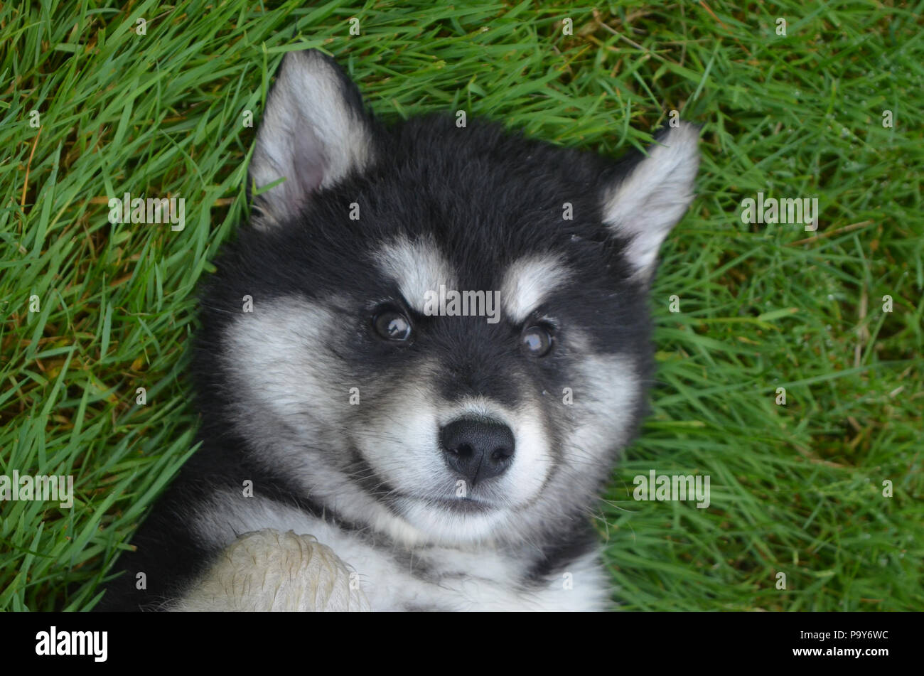 Amazing sweet face of a baby husky dog Stock Photo - Alamy