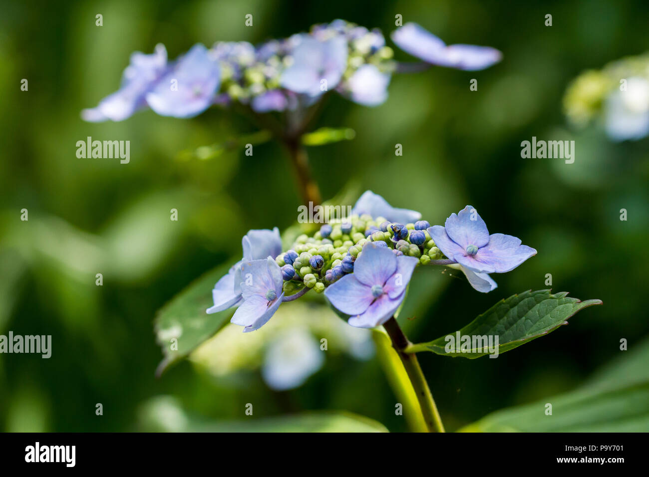 Bluebird in flowers hi-res stock photography and images - Alamy