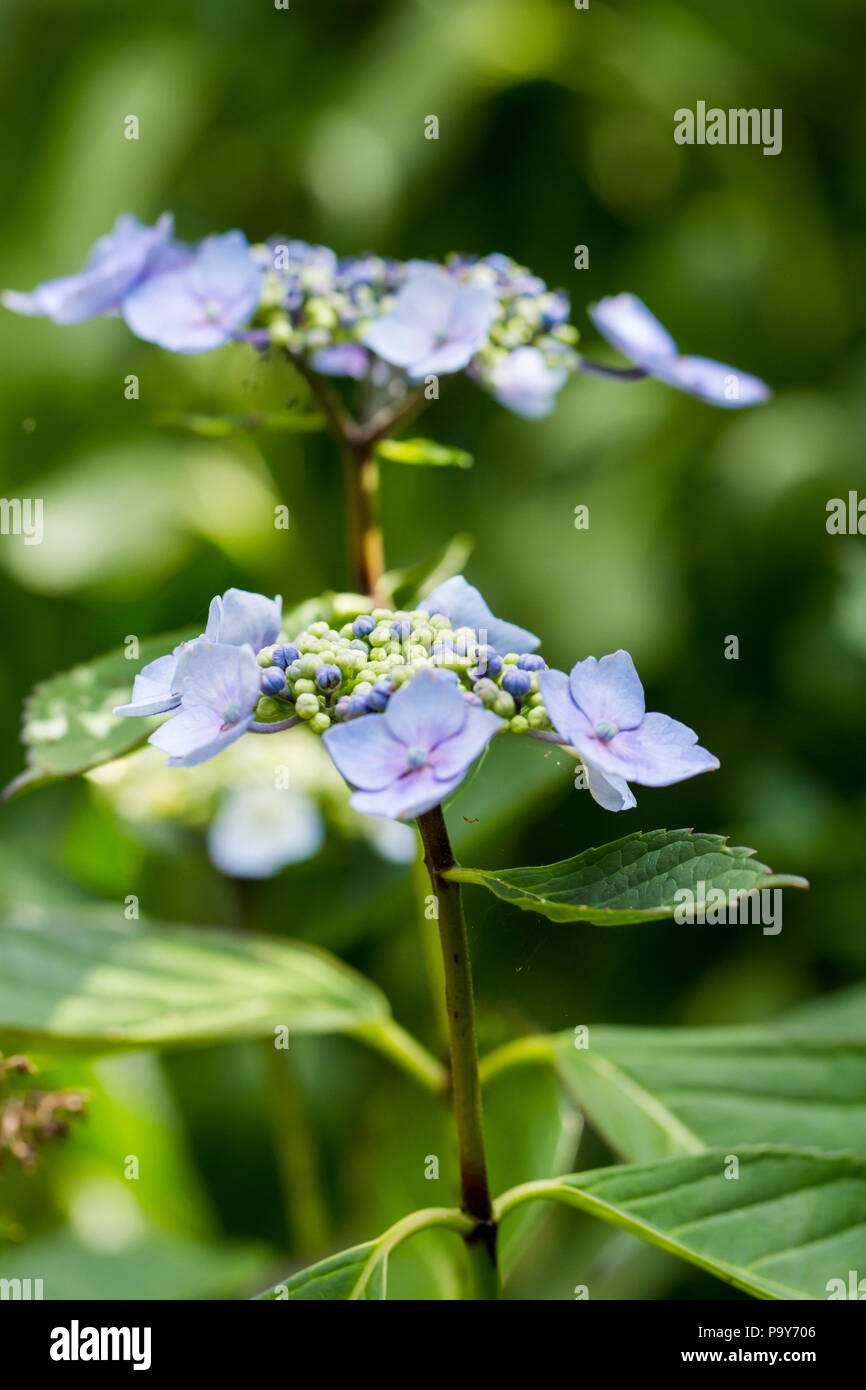 Hydrangea serrata Bluebird flowers close up in summertime, Hampshire ...