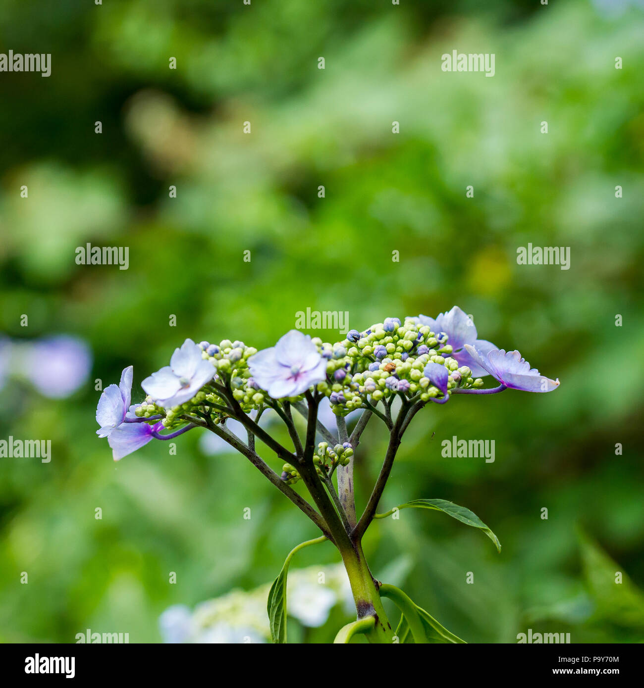Hydrangea serrata bluebird hi-res stock photography and images - Alamy