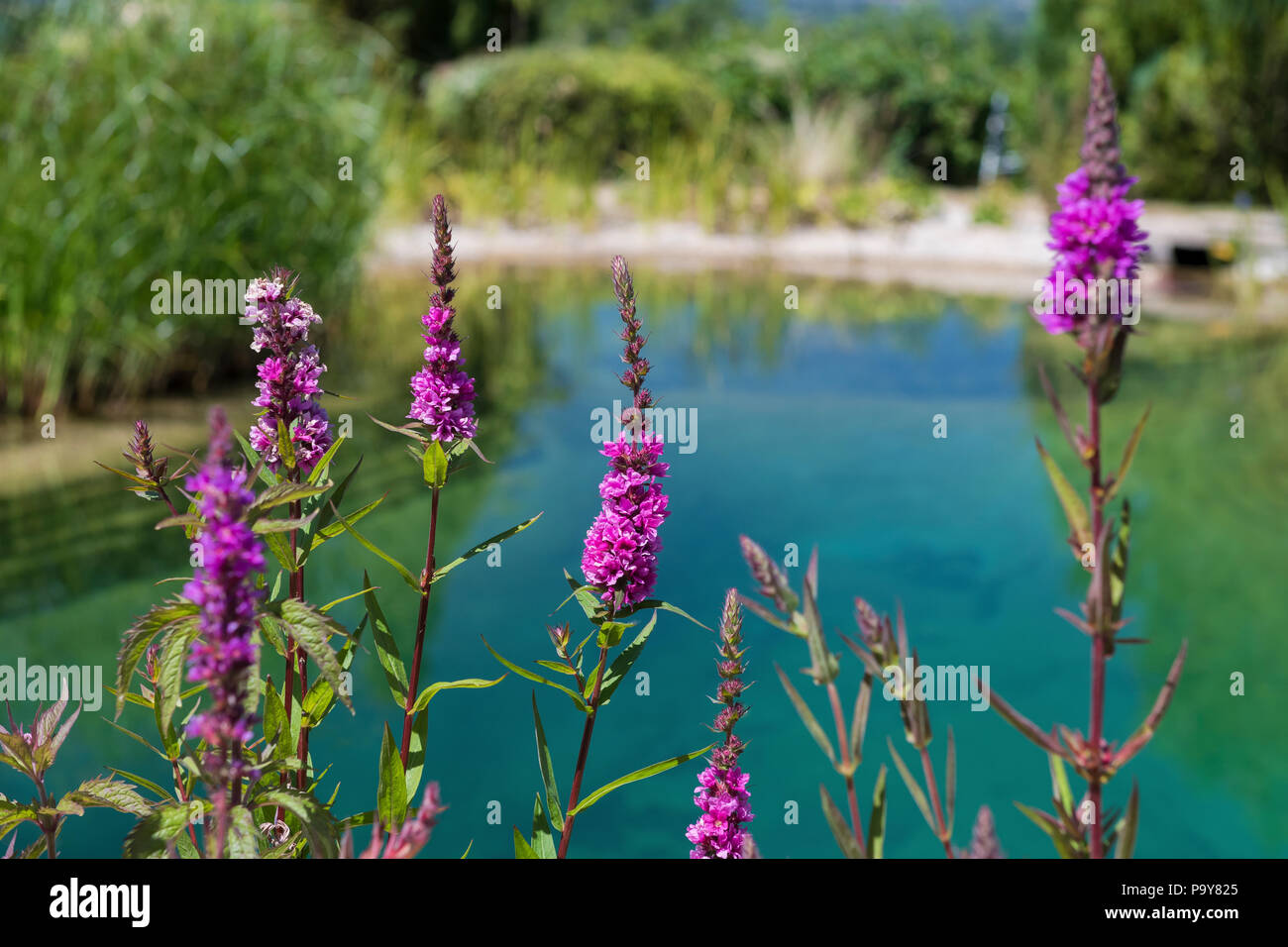 Swimming Pond High Resolution Stock Photography and Images - Alamy