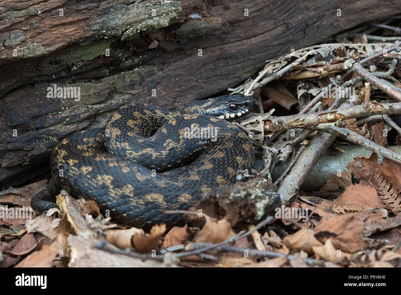 Common European Viper (Vipera berus Stock Photo - Alamy