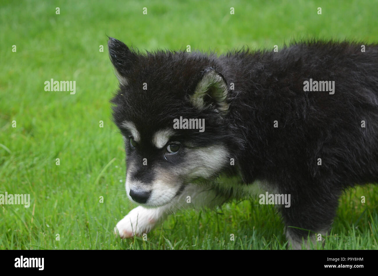 Really adorable face of an adorable alusky puppy dog Stock Photo - Alamy