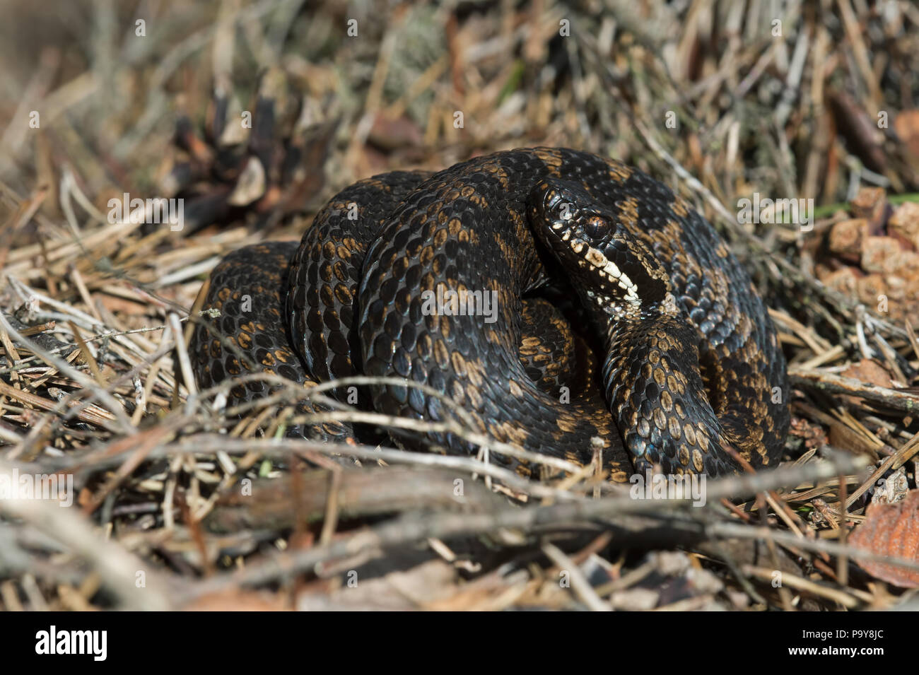 Common European Viper (Vipera berus Stock Photo - Alamy