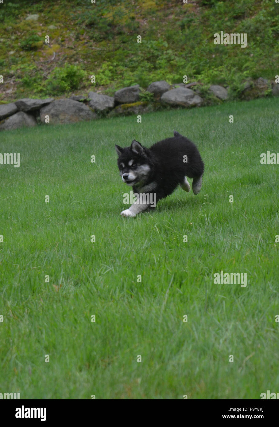 Bounding alusky puppy running in tall green grass Stock Photo - Alamy
