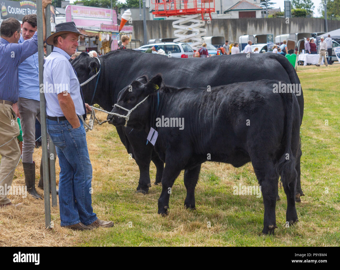 Aberdeen angus cow ireland hi-res stock photography and images - Alamy