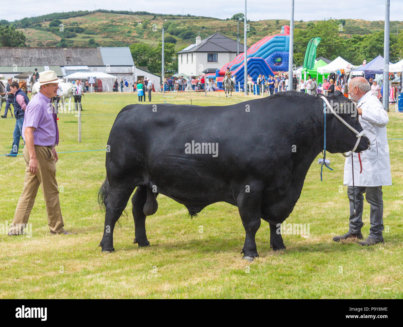 Aberdeen angus bull show hi-res stock photography and images - Alamy