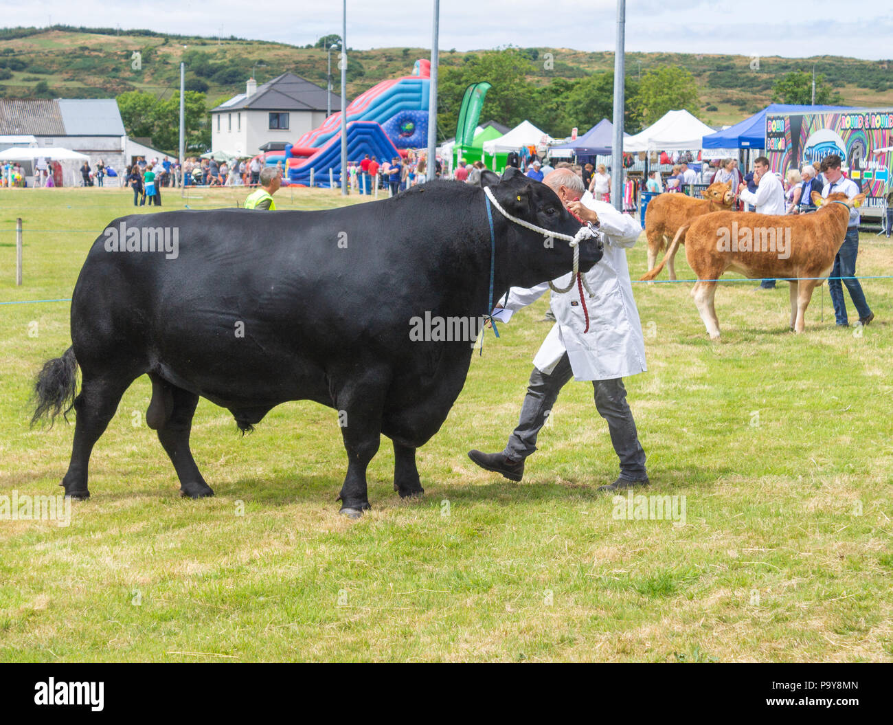Aberdeen angus bull show hi-res stock photography and images - Alamy