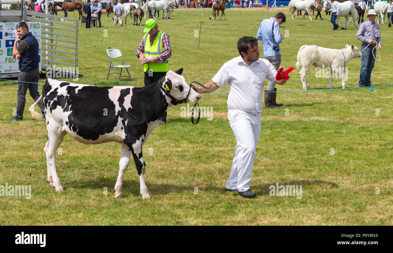 rural cattle and horse show and livestock competition in west cork ...