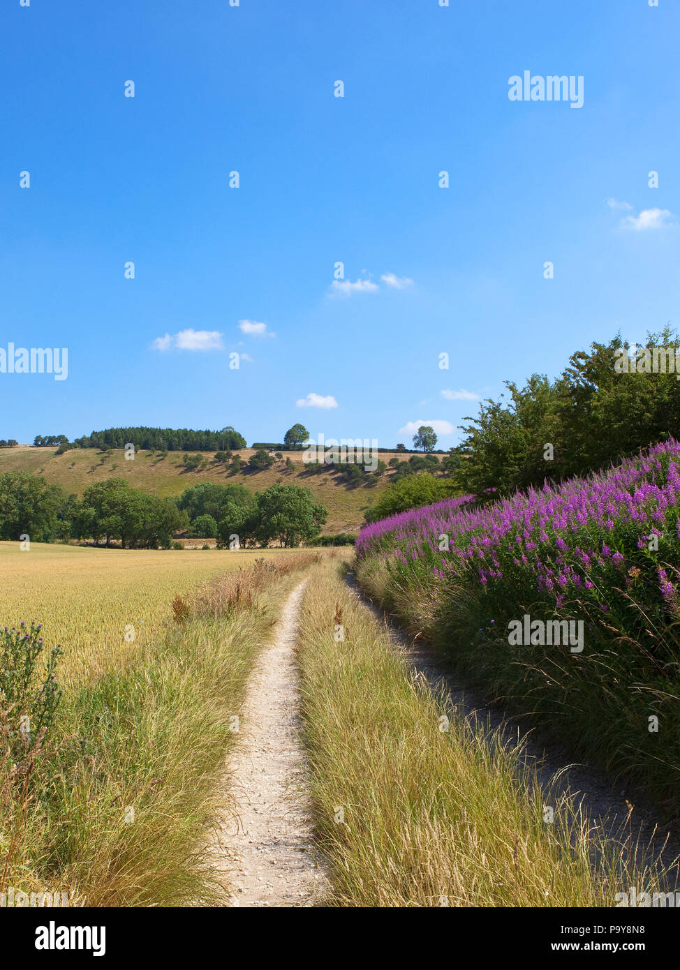 a curving limestone track in Burdale in the Yorkshire Wolds with trees ...