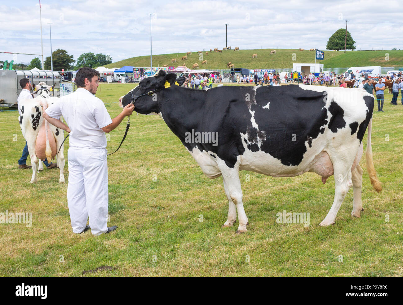 Multiple valuesrural cattle and horse show and livestock competition in ...