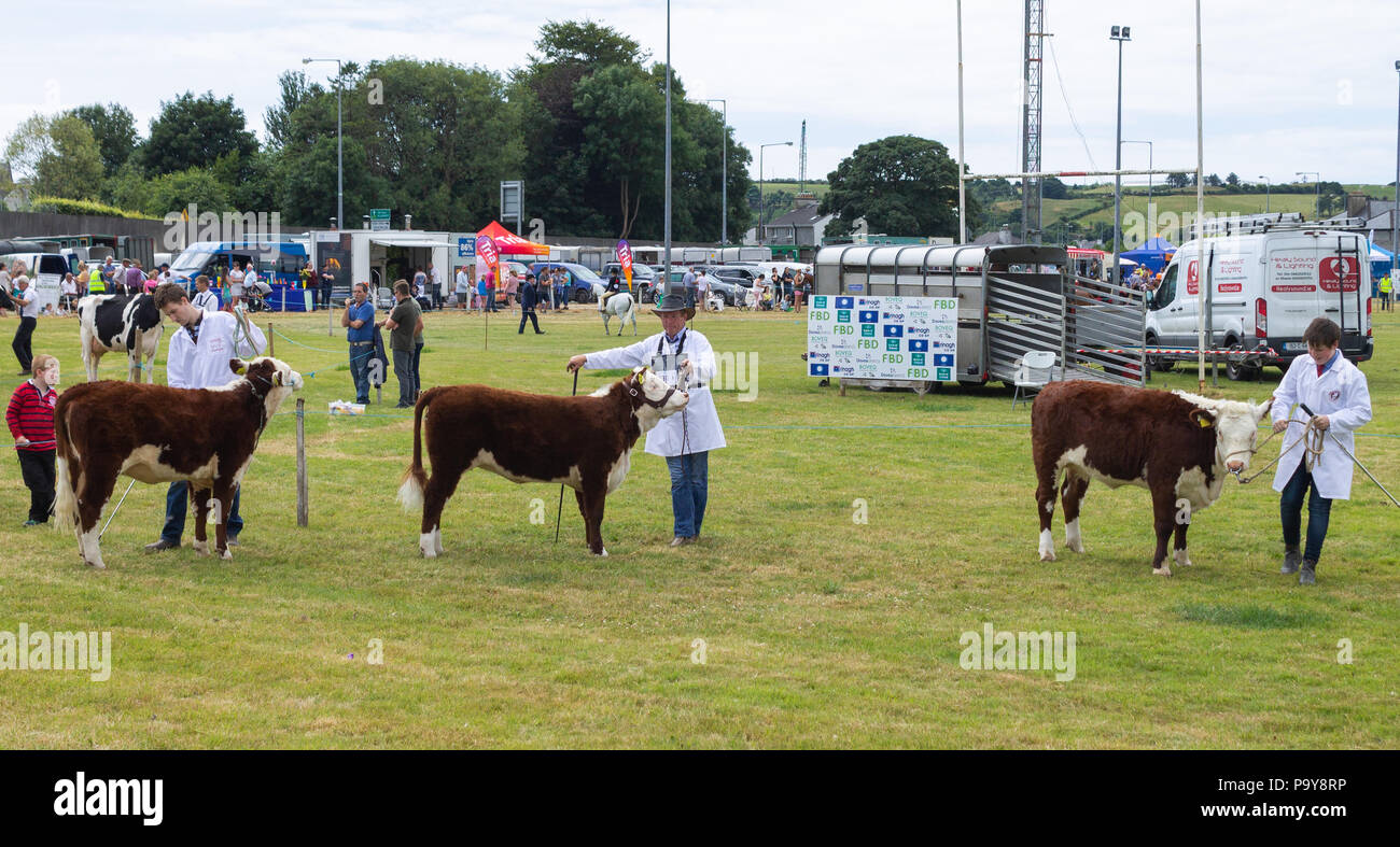 rural cattle and horse show and livestock competition in west cork ...