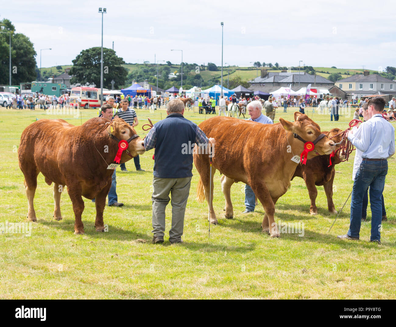 Livestock cattle hi-res stock photography and images - Alamy