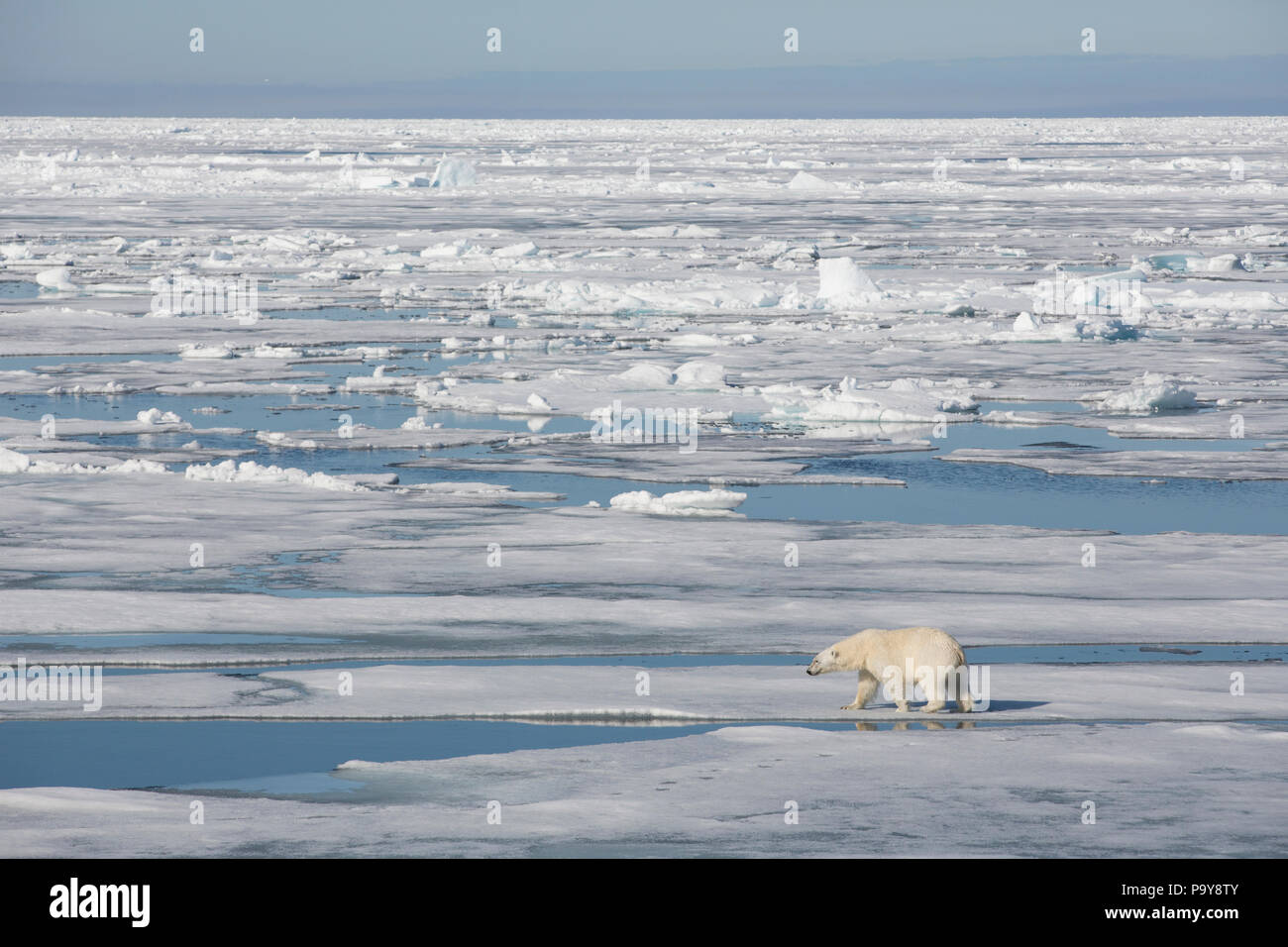 Polar Bear walking on the frozen Arctic Ocean near Svalbard Stock Photo ...