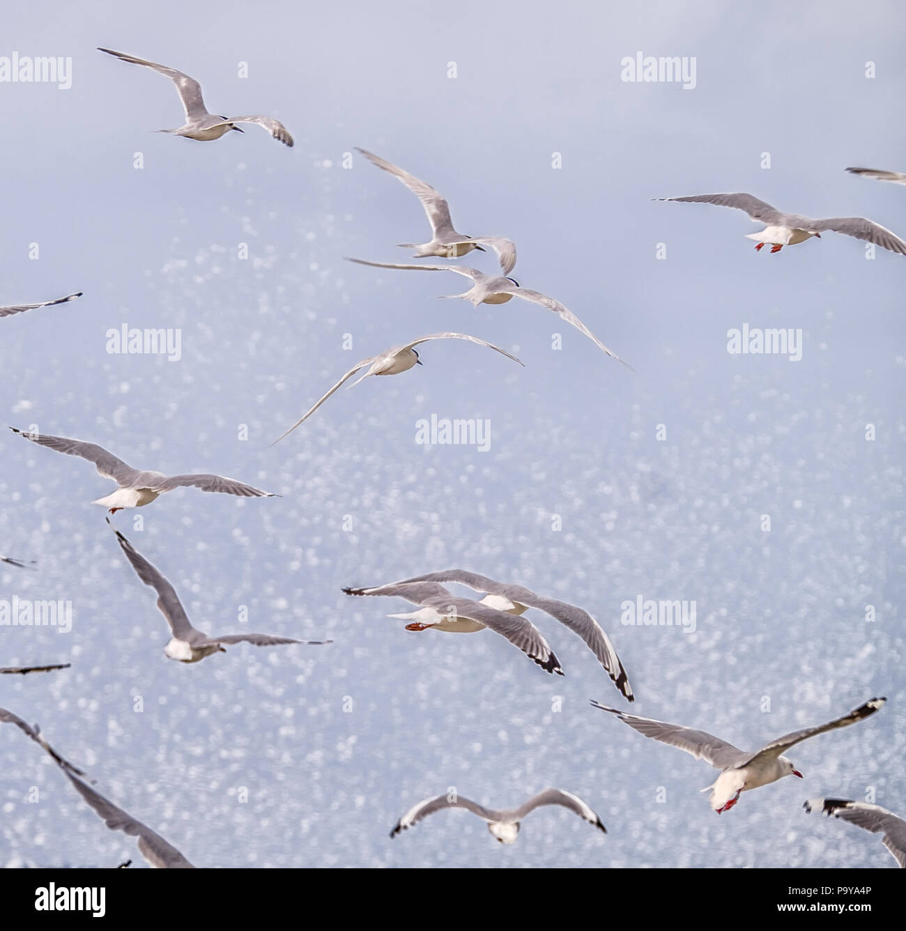 Seabirds in flight hi-res stock photography and images - Alamy
