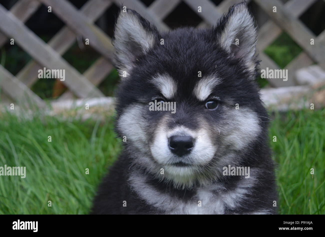 Alusky hi-res stock photography and images - Alamy