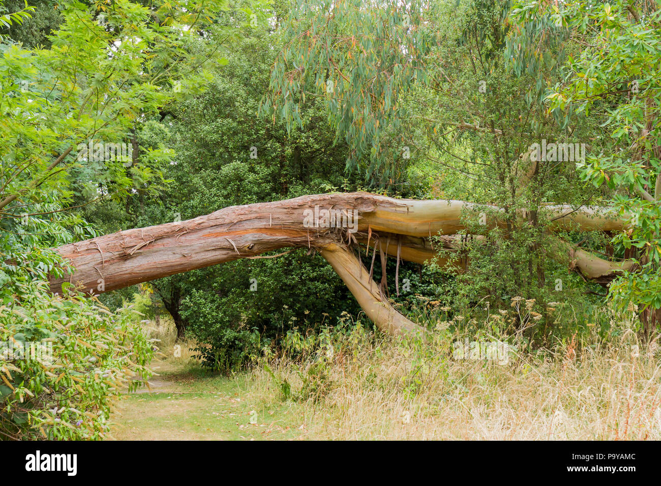 Bending trunk hi-res stock photography and images - Alamy