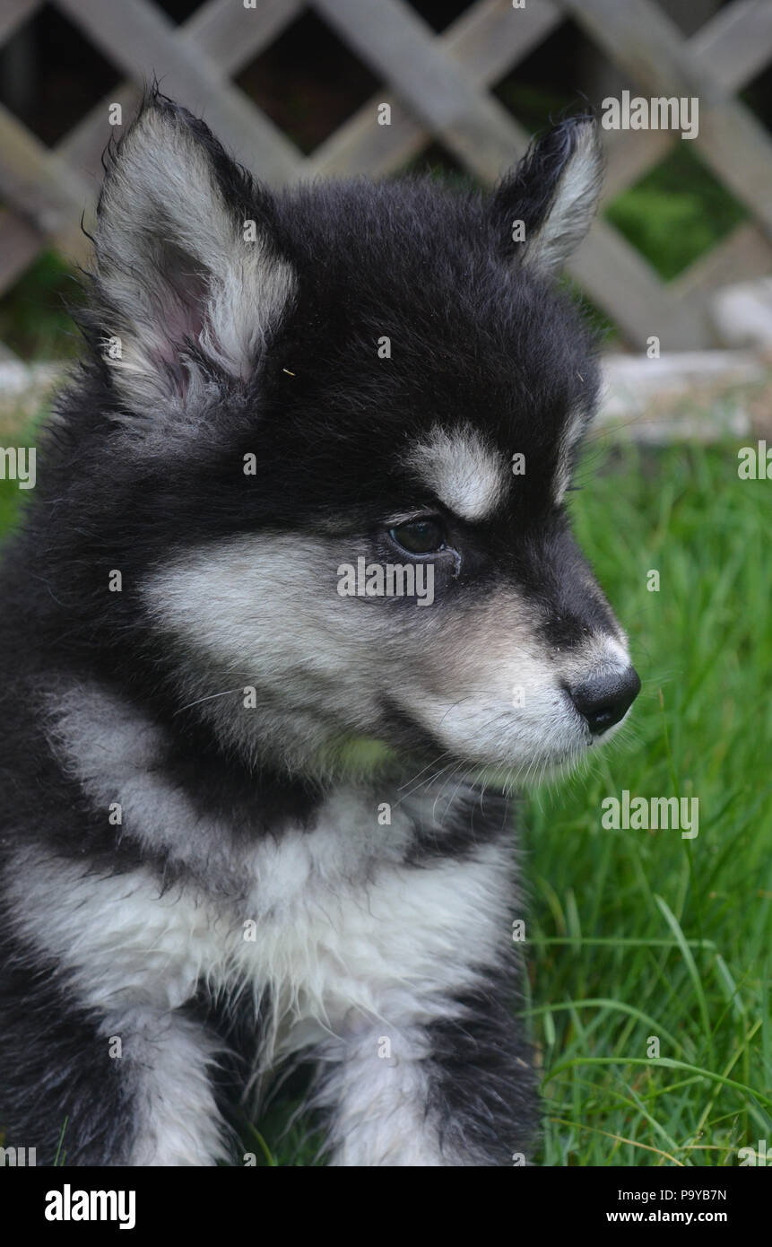 Adorable face of a concerned alusky puppy dog Stock Photo - Alamy