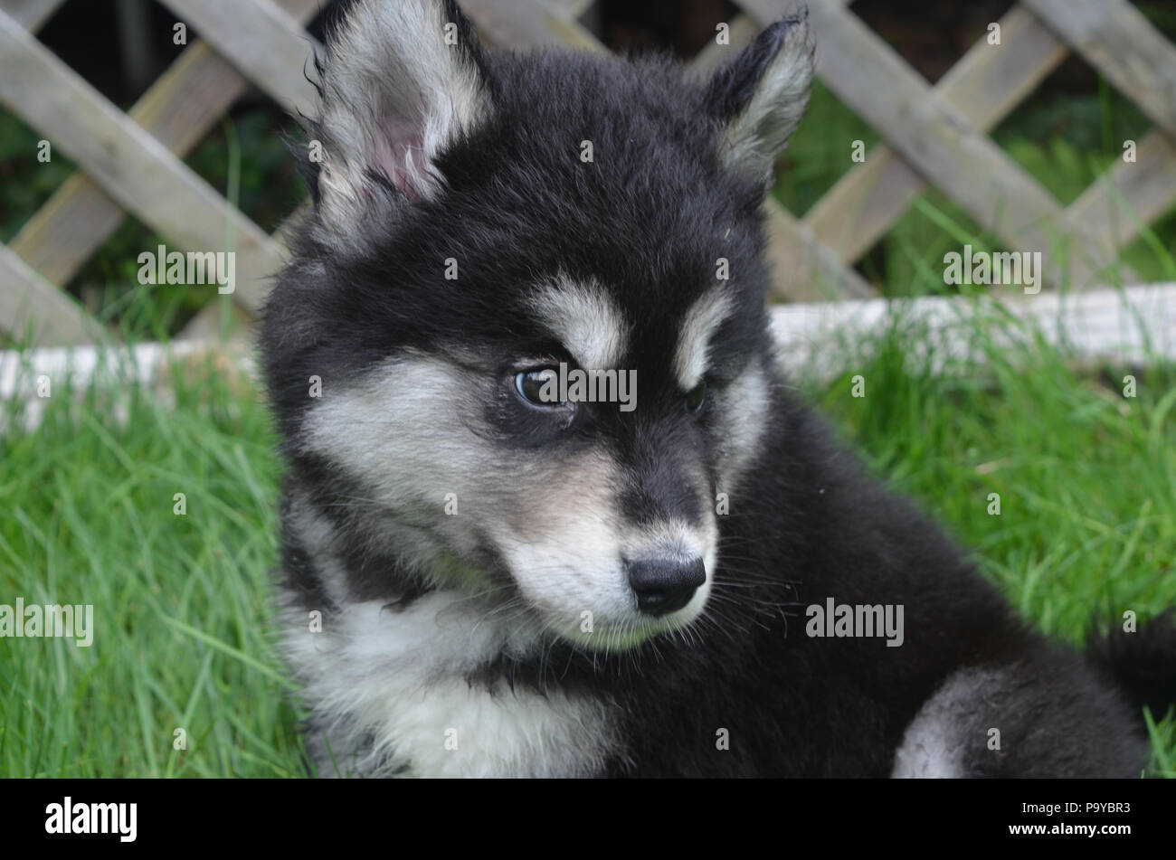 Really cute face of an alusky puppy dog Stock Photo - Alamy