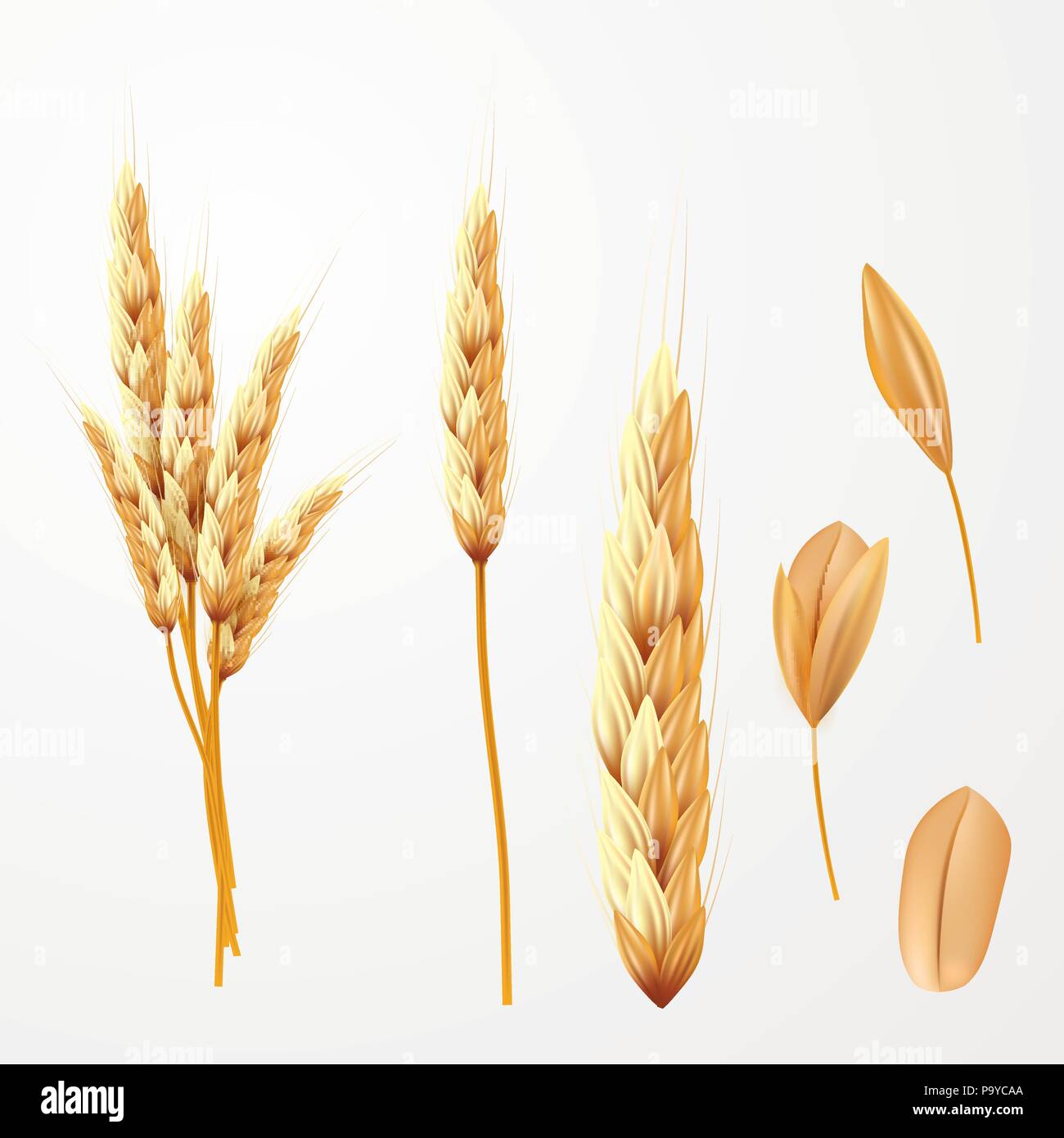 Wheat vector illustration. Bunch of wheat ears and seed isolated Stock ...