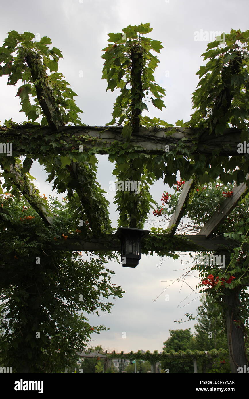 Upscale public park gardens with a huge beautiful trellis in Glenview ...