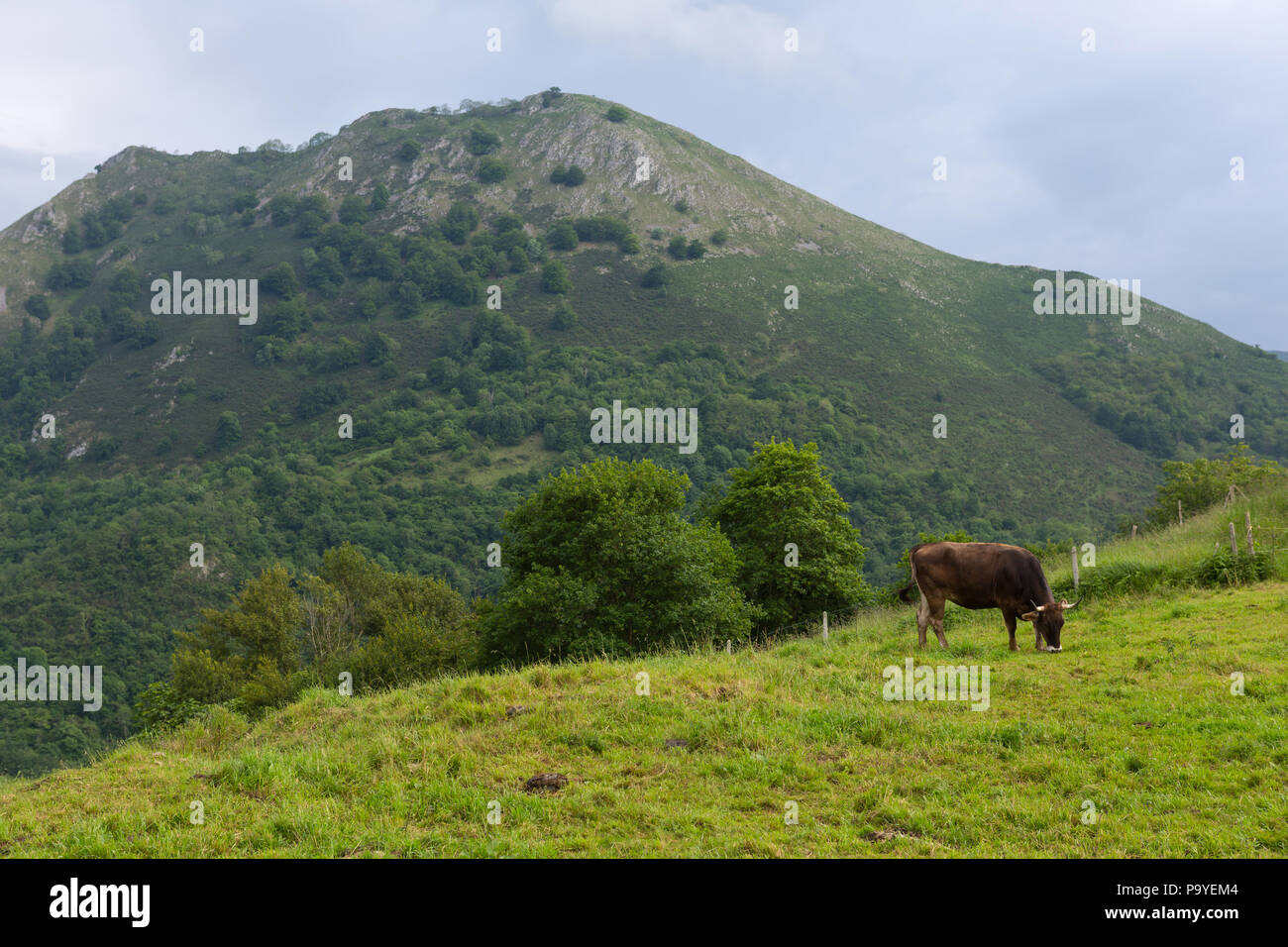 Cows in the Picos de Europa, Asturias. Farm land at the mountains, a ...