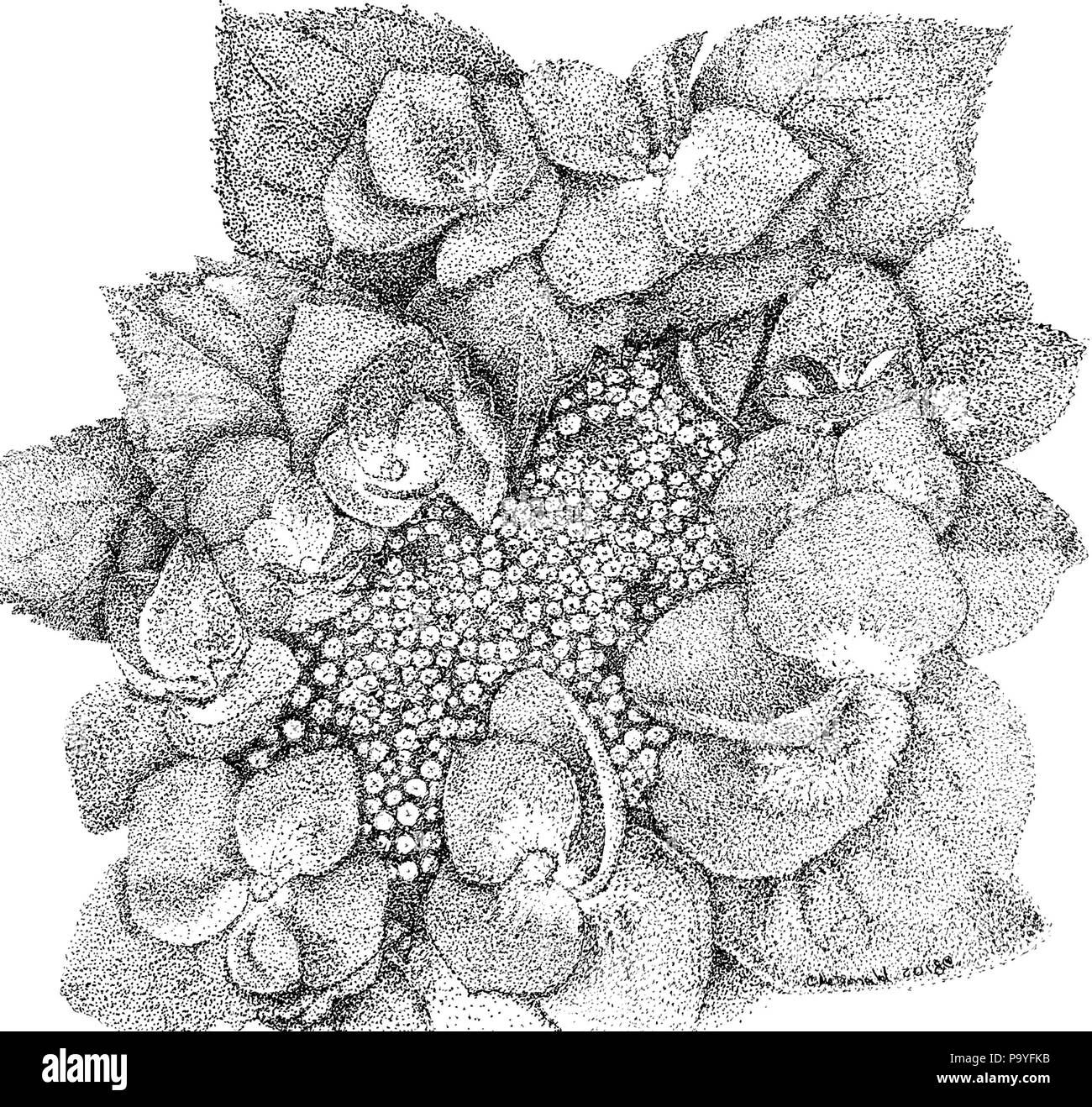 pen and ink stippled illustration of a Japanese Hydrangea blossom on ...