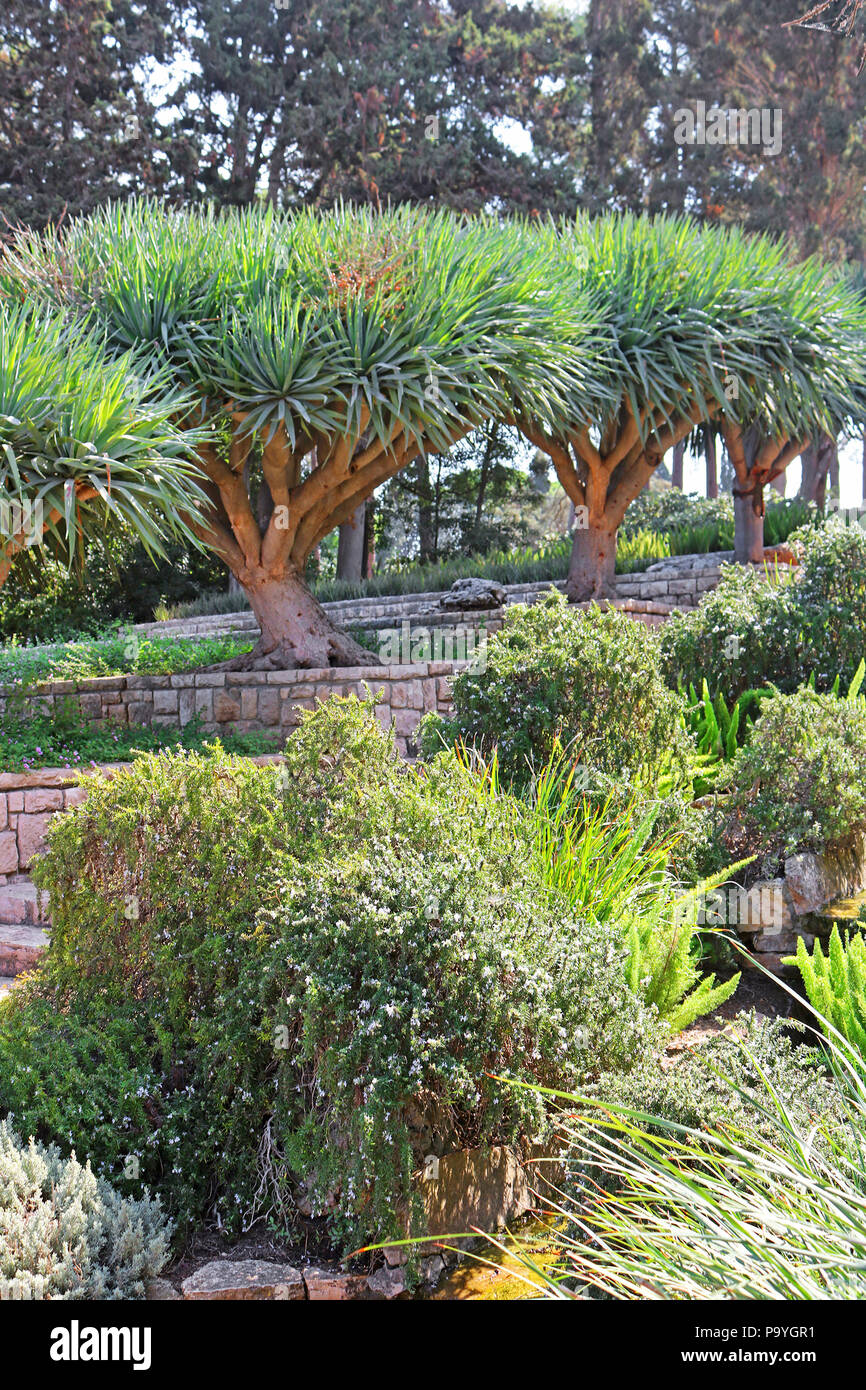 Dracaena draco flower hi-res stock photography and images - Alamy
