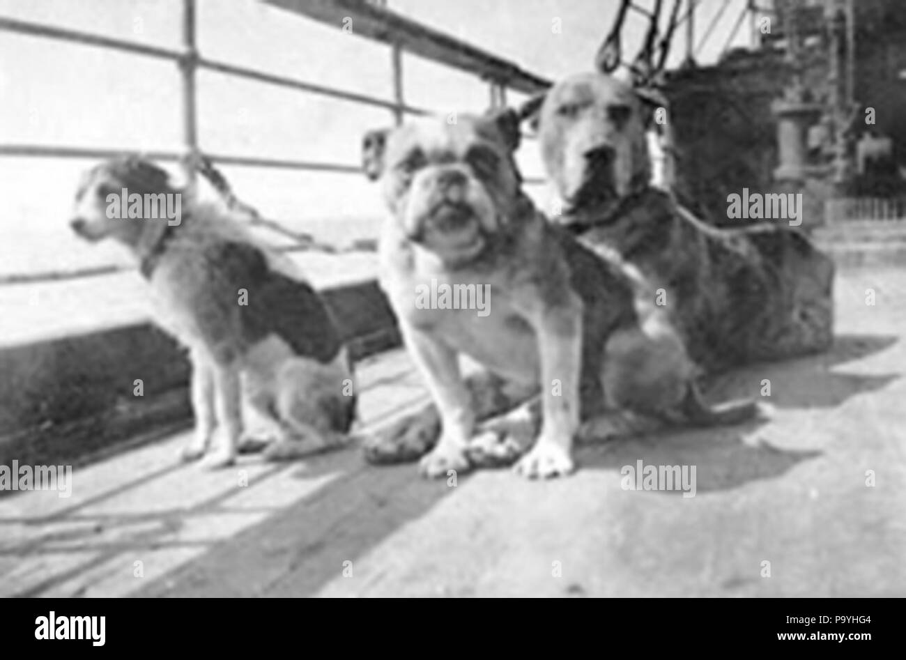 583 Dogs onboard the Titanic Stock Photo - Alamy