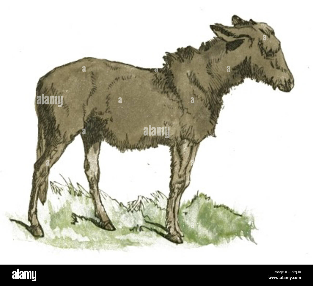 Donkey clip art hi-res stock photography and images - Alamy