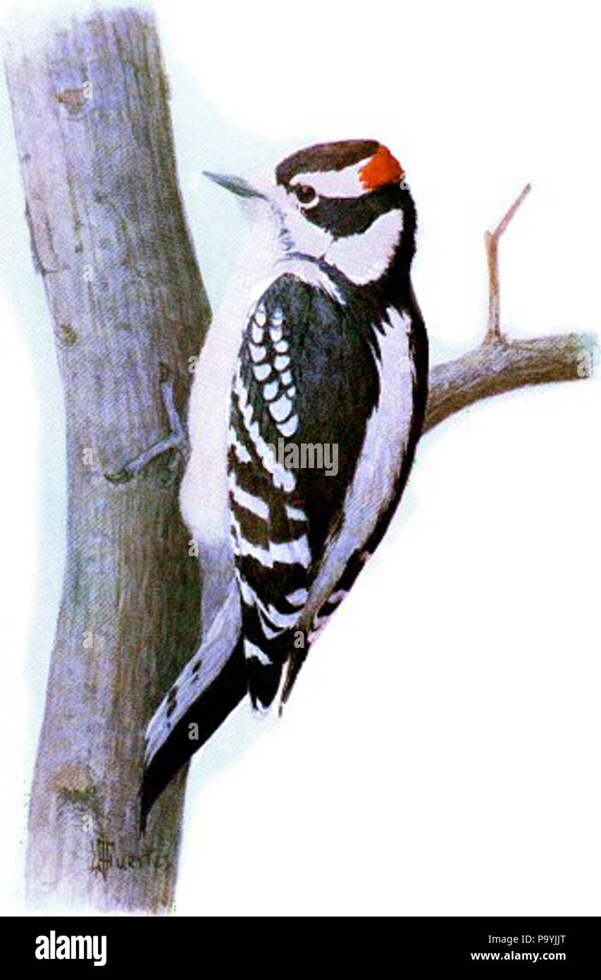 Downy bird pecking hi-res stock photography and images - Alamy