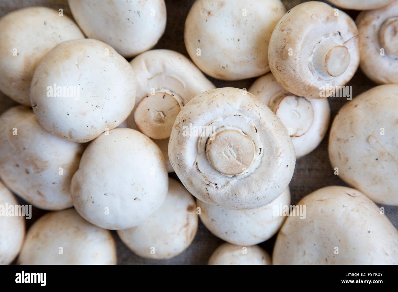 Champignon mushrooms, top view. From above, overhead Stock Photo - Alamy